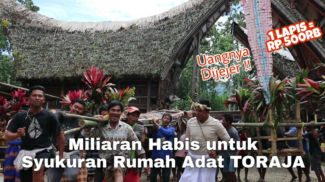 Ratusan Babi Mahal di Tongkonan Palawa Toraja - Termahal Harga 29 Juta ...