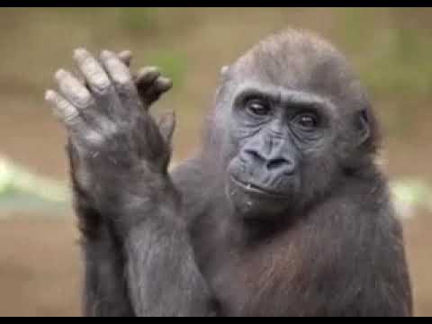 Müslüman kardeşimiz maymun