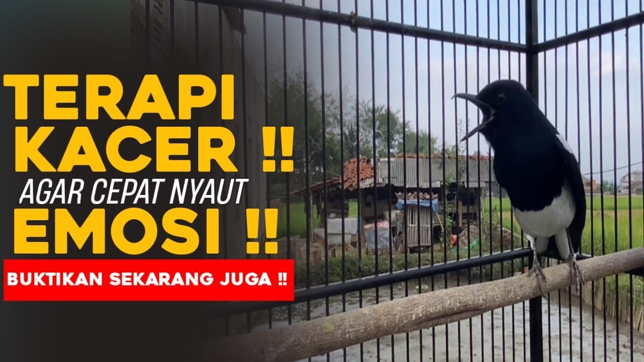 TERAPI BURUNG KACER INI MAMPU MEMBUAT BURUNG KACER BAHAN CEPAT NYAUT ...