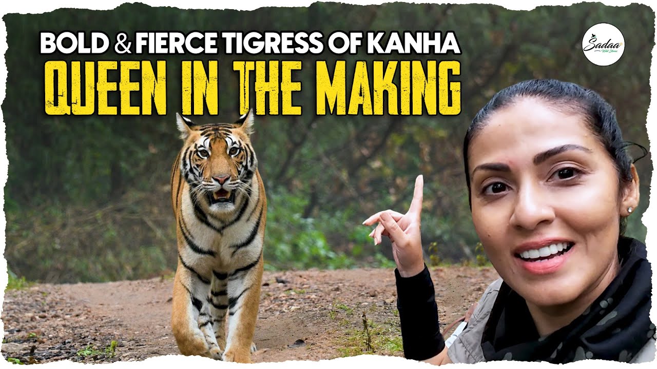 Bold & Fierce Tigress of Kanha || Sadaa Wild Stories|| #tiger #kanha # ...