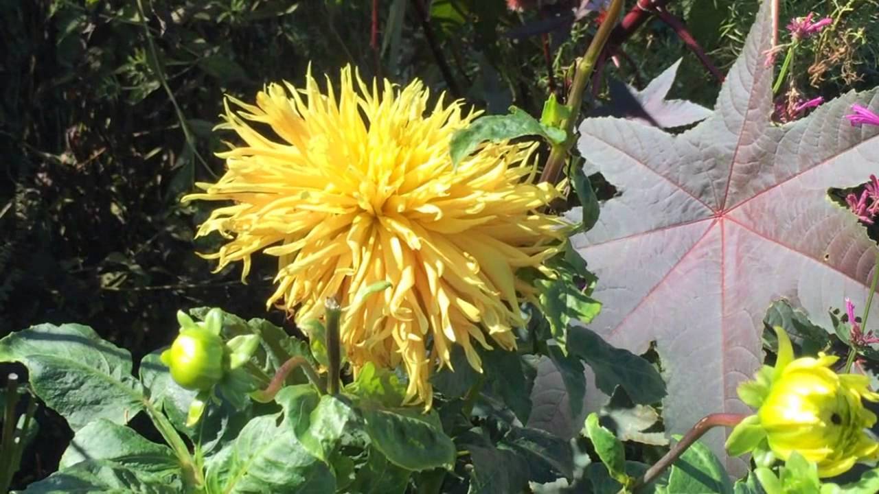 Encore Dahlia - YouTube