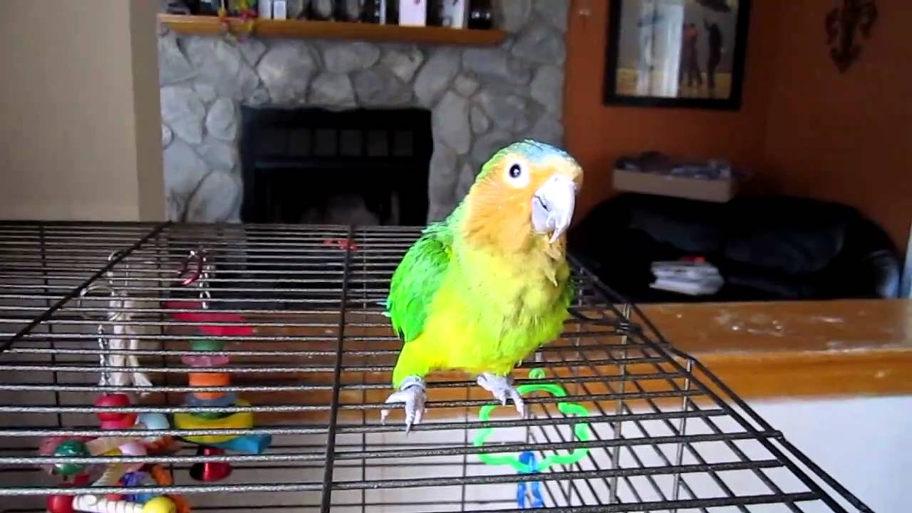 My Brown Throat Conure - YouTube