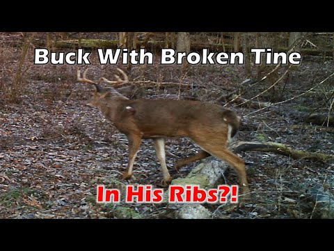 Buck With Broken Tine Stuck In His Ribs?! - YouTube