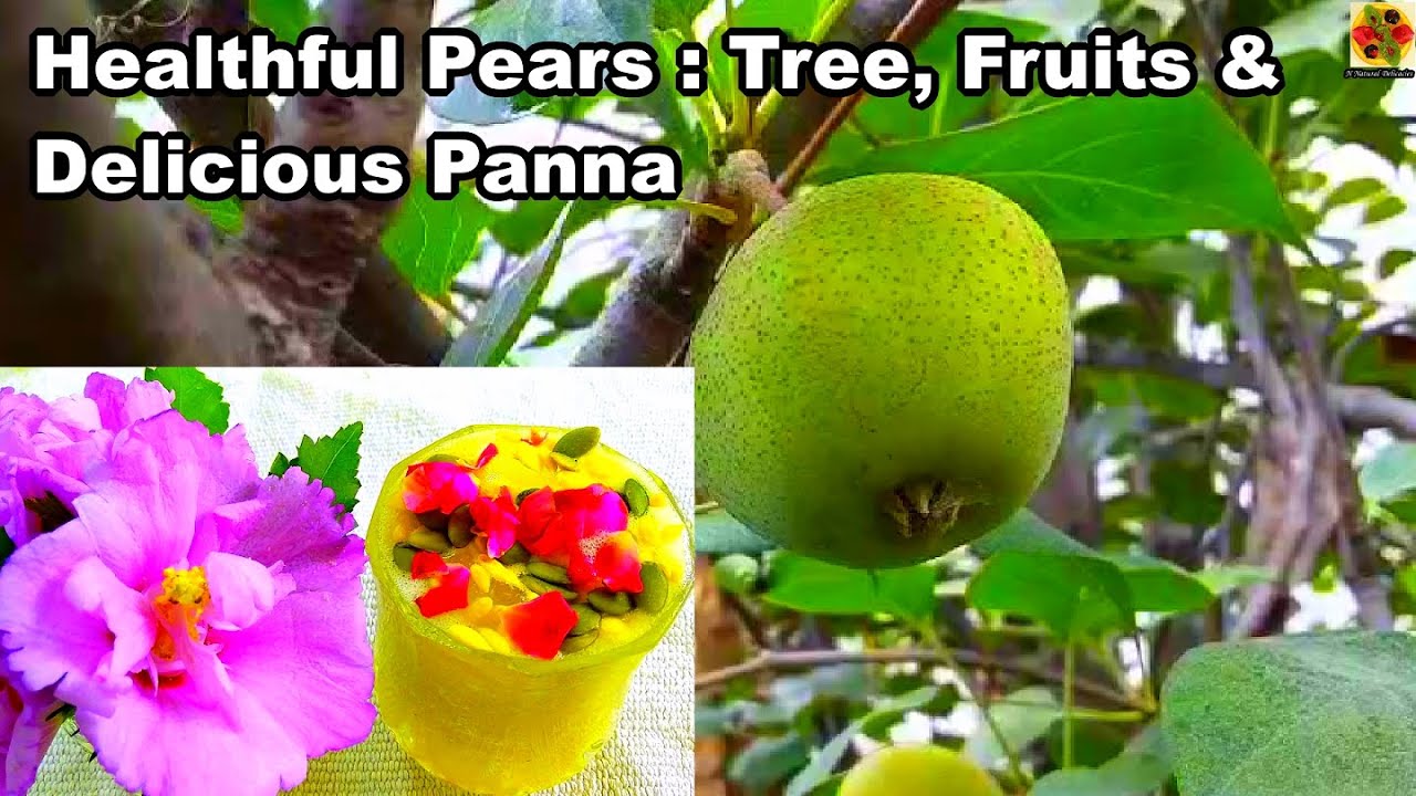 Asian Pears (Pyrus pyrifolia), Nashpati - Tree, Fruits & Healthy, Tasty ...