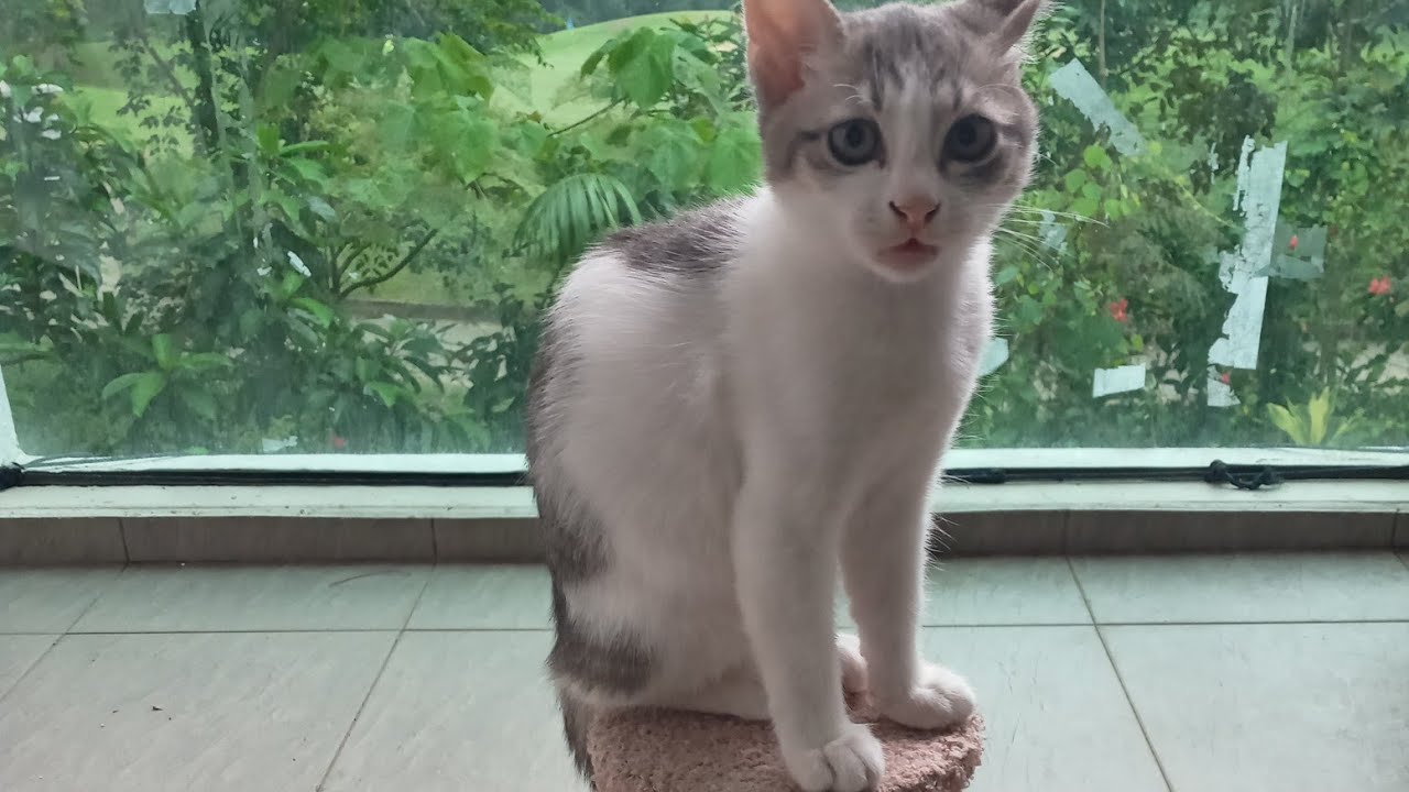 Today Cats & kittens are 632 and 537 and 486 and 480 & 473 & 382 & 308 ...