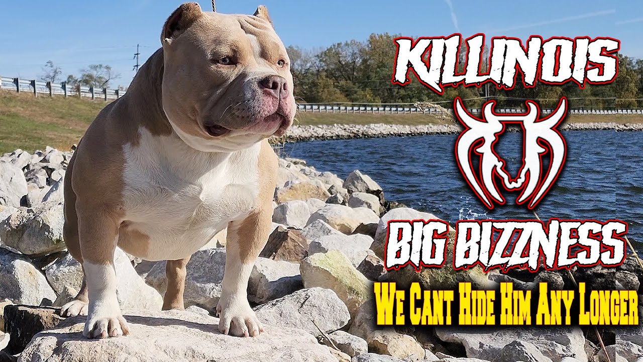 WE CANT KEEP THIS AMERICAN BULLY A SECRET ANYMORE!!!!!!!! - YouTube