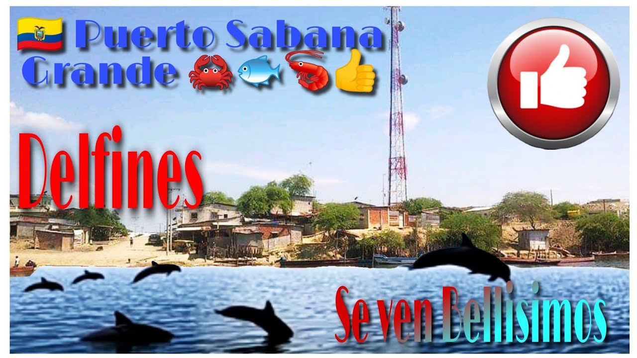 Disfrutando de los Delfines de muchos delfines...!!!! Puerto Sabana ...