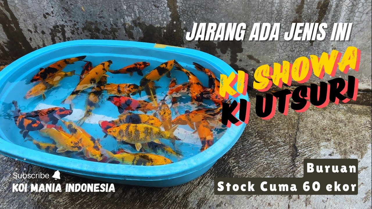 Jarang Ketemu Showa Tapi Kuning - Ki Showa, Ki Utsuri Stok Cuma 60 Ekor ...