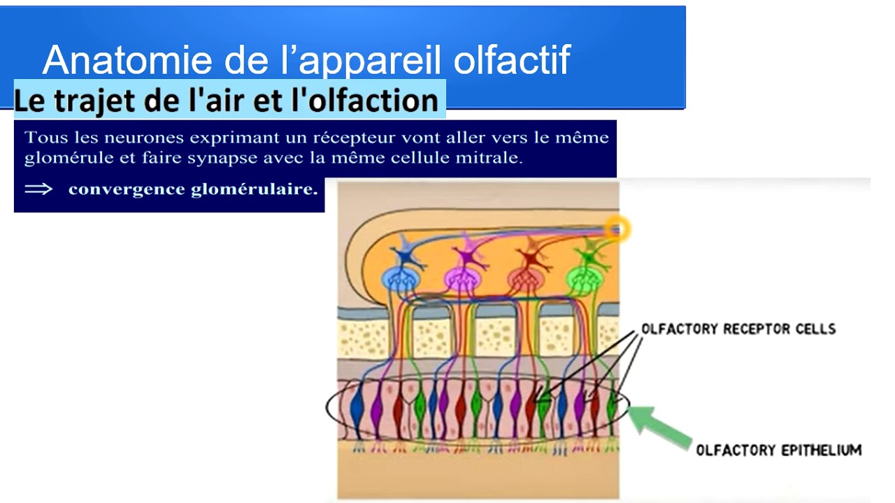 appareil olfactif 3 - YouTube