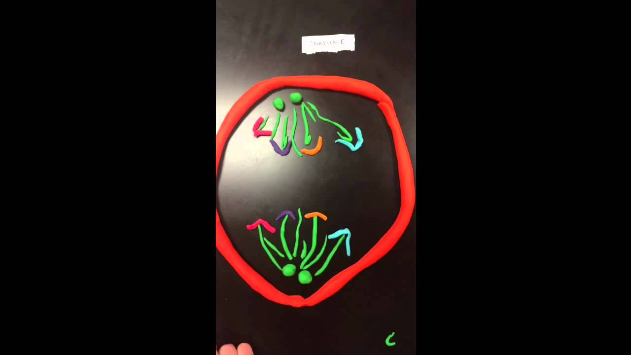 Stop Motion Cell Cycle - Carolyn Heffernan, Anna Barickman and Maggie ...
