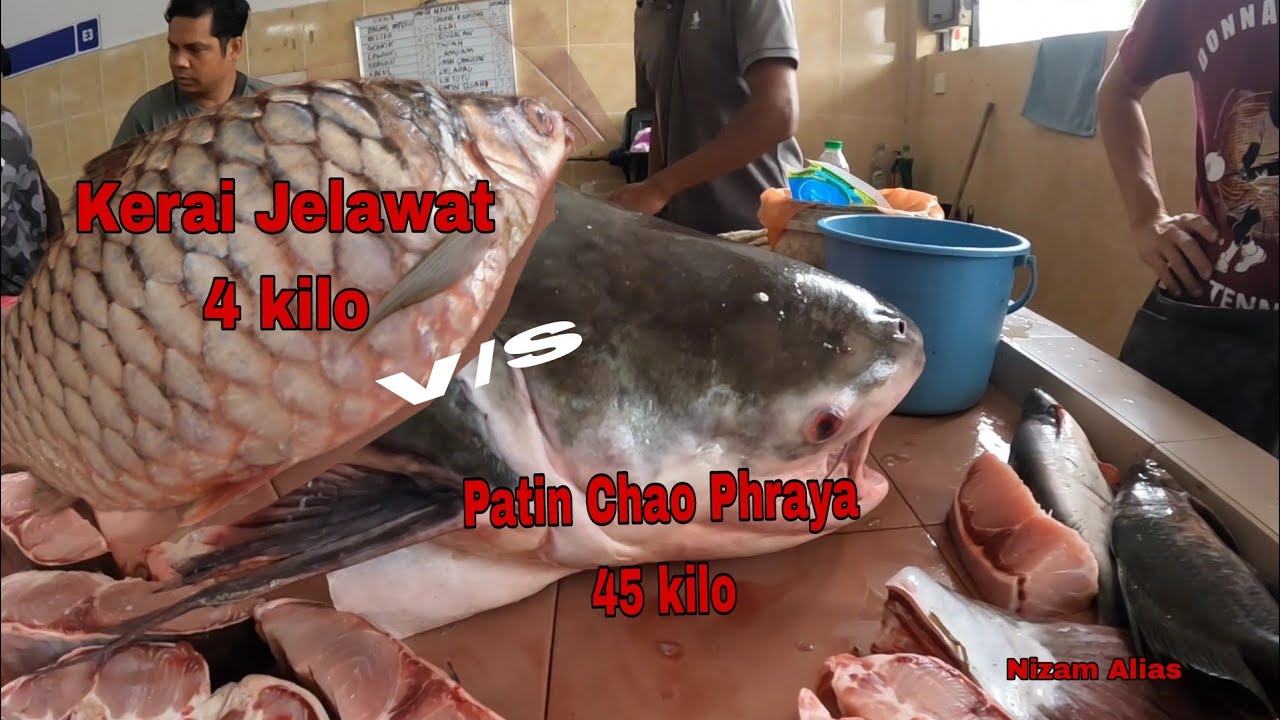 KERAI JELAWAT TEMPATAN 4 KILO V/S MONSTER PENDATANG PATIN CHAOPHRAYA 45 ...