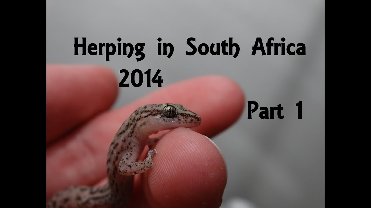 Herping / catching wild reptiles and amphibians in South Africa 2014 ...