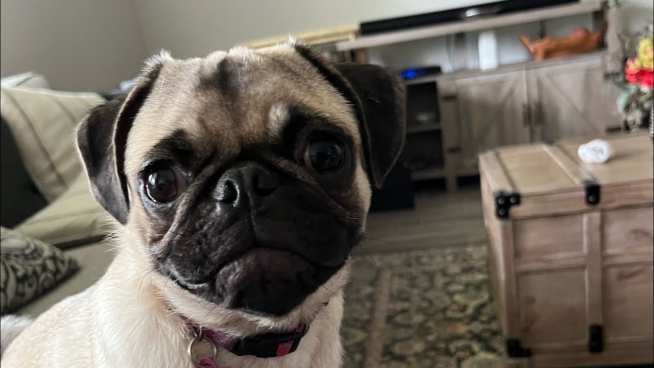 Evil pug tries to escape but fails - YouTube