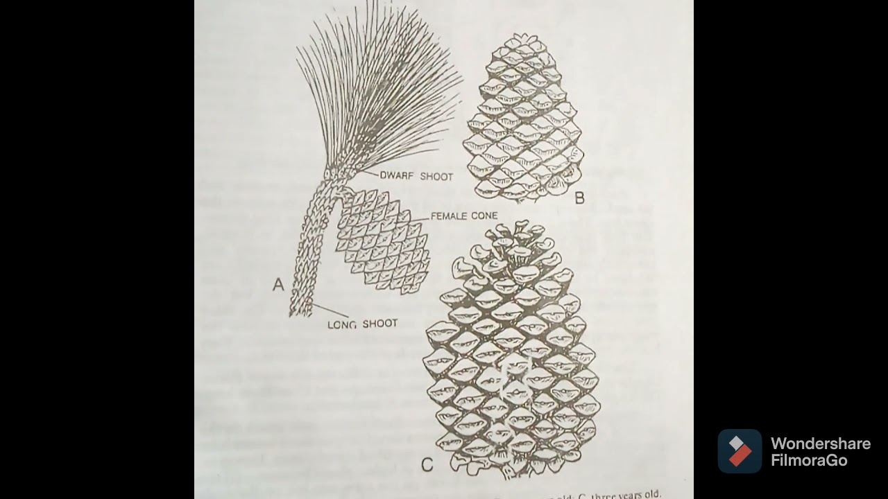 Structure of Female cone/ Pinus/ Gymnosperms/ Botany Lectures - YouTube