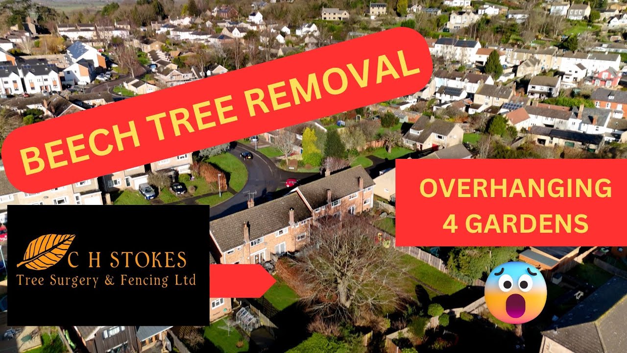 Beech Tree Removal (Overhanging 4 gardens). Ridiculous size for a ...