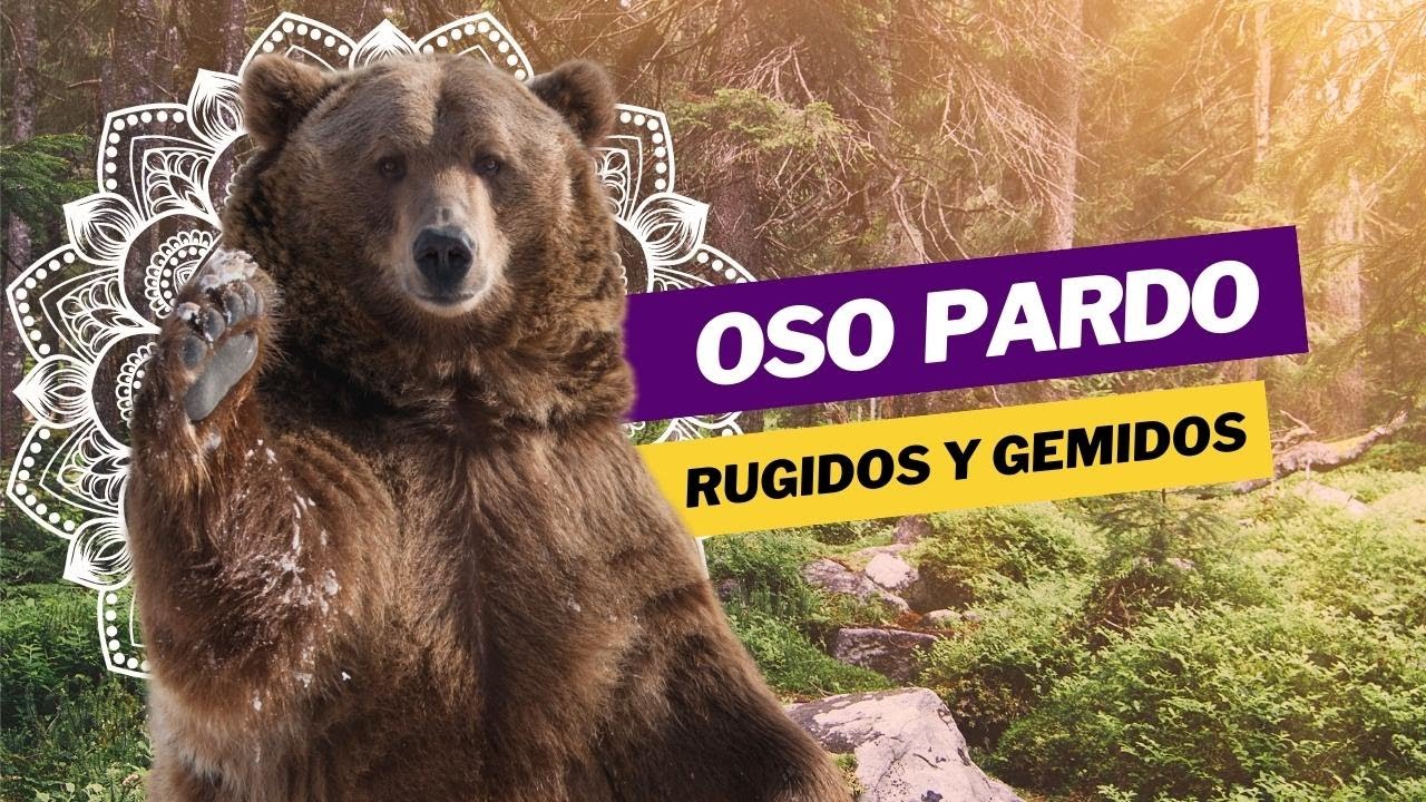 Come hasta 40kg de comida al día 🐻 Gruñidos de Oso Pardo 🌲 Sonidos de ...