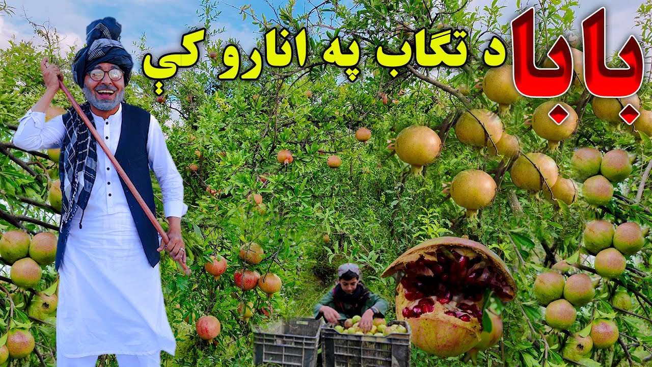 بابا په تګاب کې | د تګاب ښکلا، انار او د بابا مستي| Journey of baba in ...