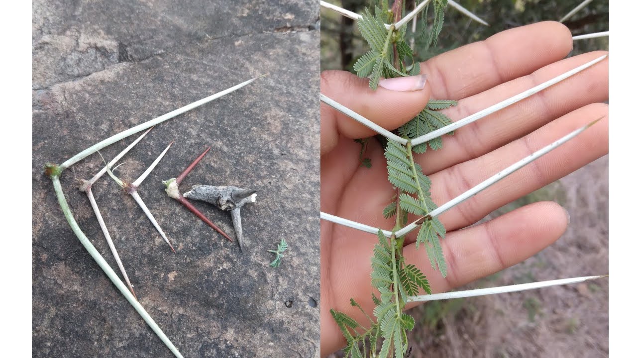 Indian Babul Trees Leaf, Thorn colour, size herbal |babul trees | # ...