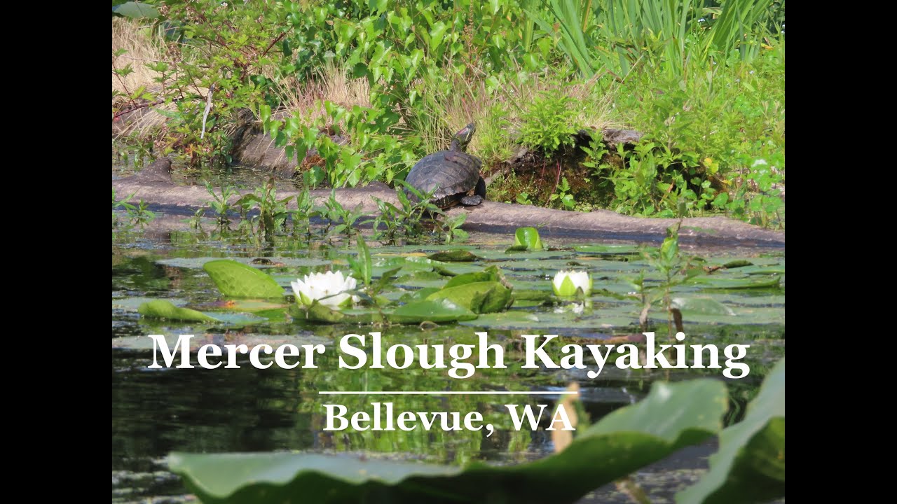 Kayaking Mercer Slough - YouTube