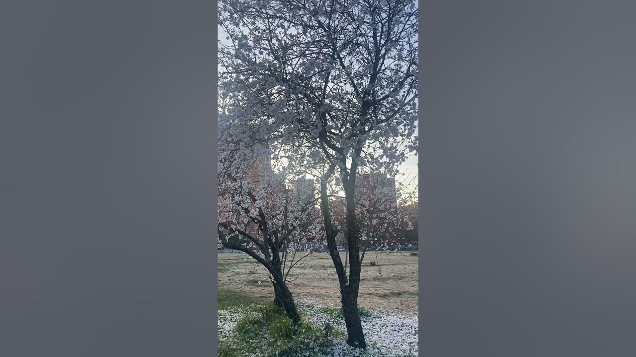 Spring is coming. - YouTube