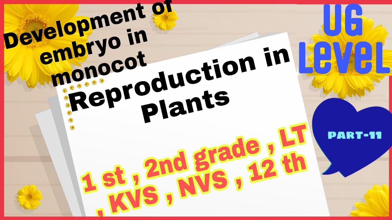 development of embryo in monocot ।। embryogenesis ।। post fertilisation ...