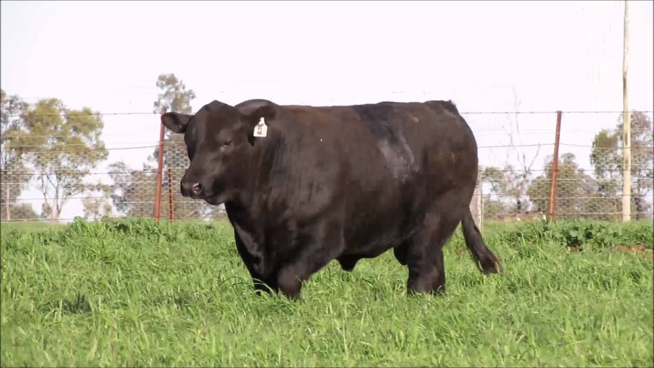 Lot 2 Manali Limousin & Lim-Flex Bull Sale 2015 - YouTube