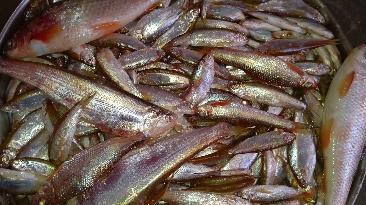 छोटी चलवा मछली बनाने का आसान तरीका Chalwa fish Recipe traditional तीखी ...