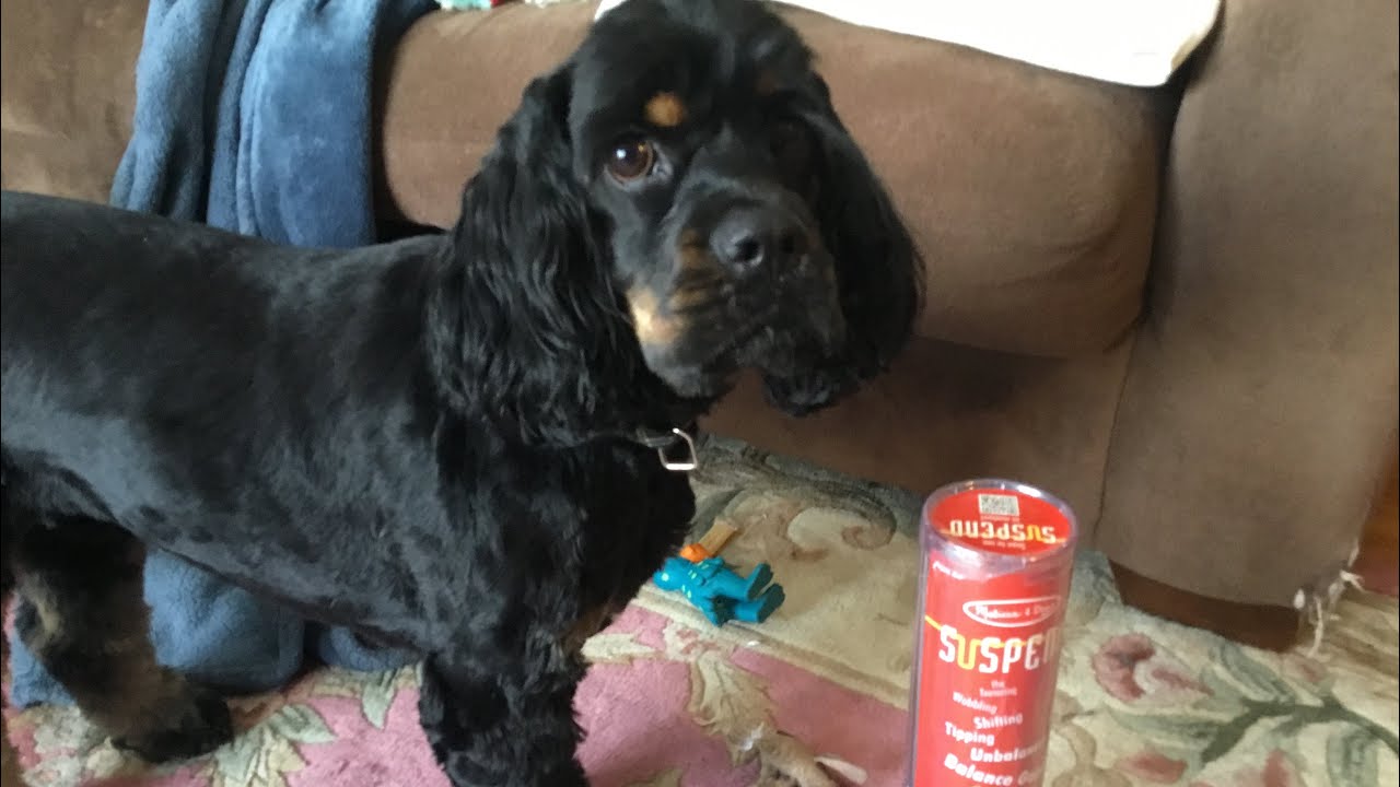 Dog keeps knocking over game - YouTube