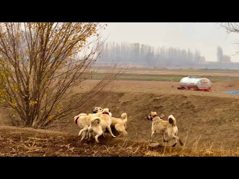 SÜRÜNÜN ALFA KÖPEĞİ HIRÇO DİĞER KÖPEKLERİ PÜSKÜRTTÜ-YENİ SERÜVEN BAŞLIYOR