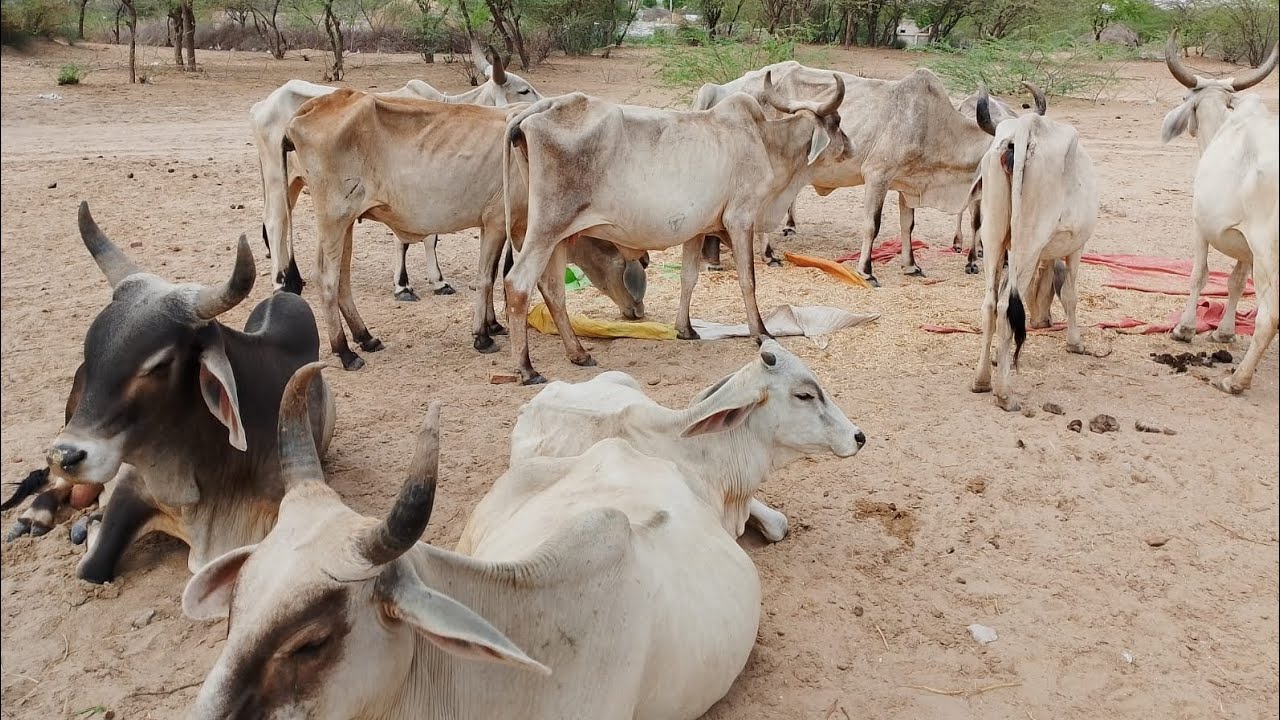 thar desert 🏝️🏝️🏝️ life thar animals camels. in parkar thar - YouTube