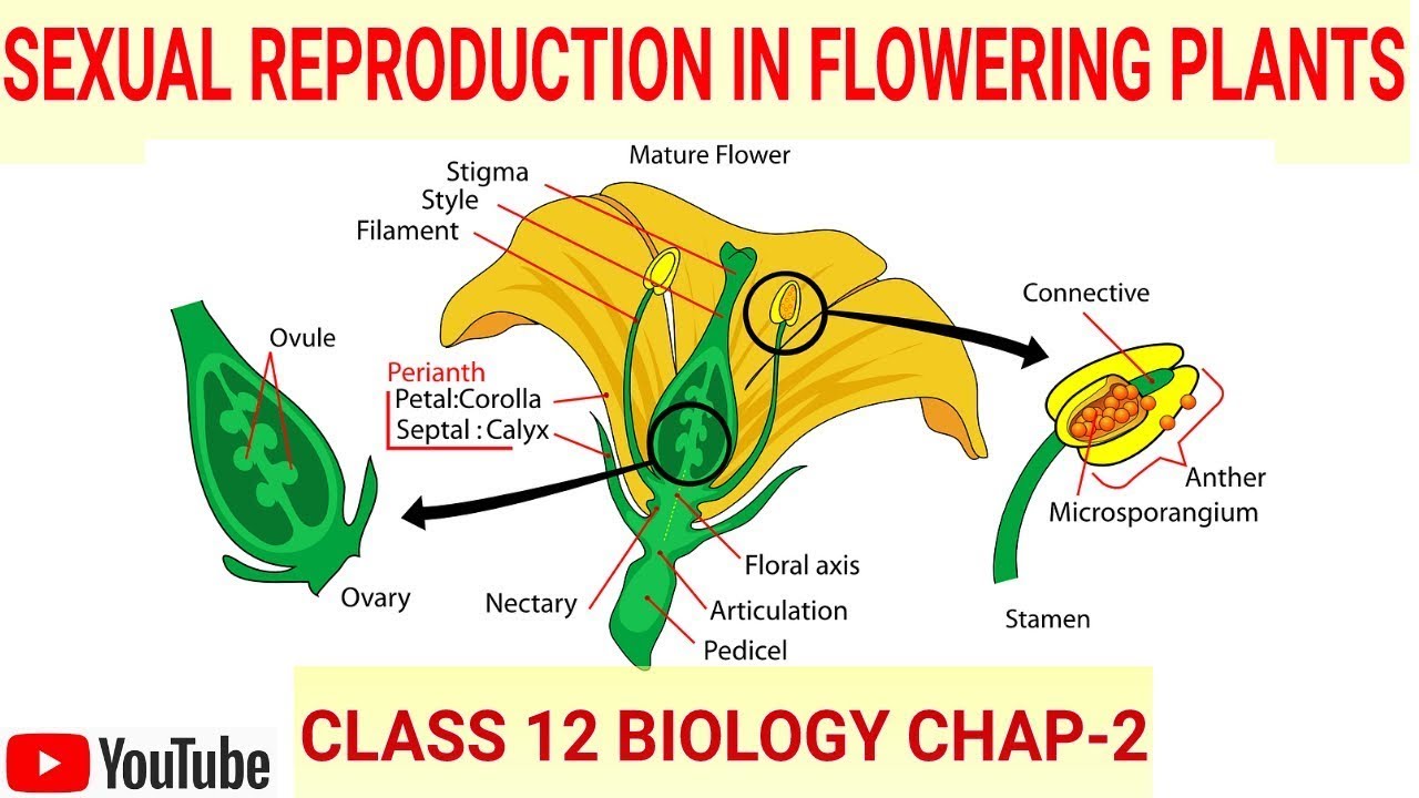 Sexual Reproduction in Flowering Plants | Microsporogenesis | Flower ...