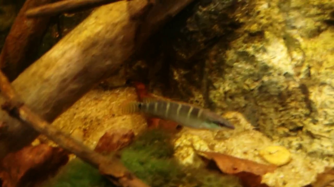 Preview of the dwarf pike tank - YouTube