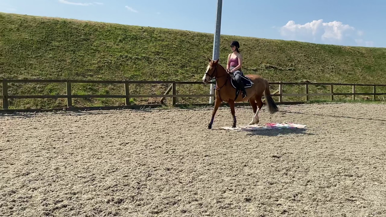 Aimee Tate-Chantilly Lace-class- Class 8 video handy pony - YouTube