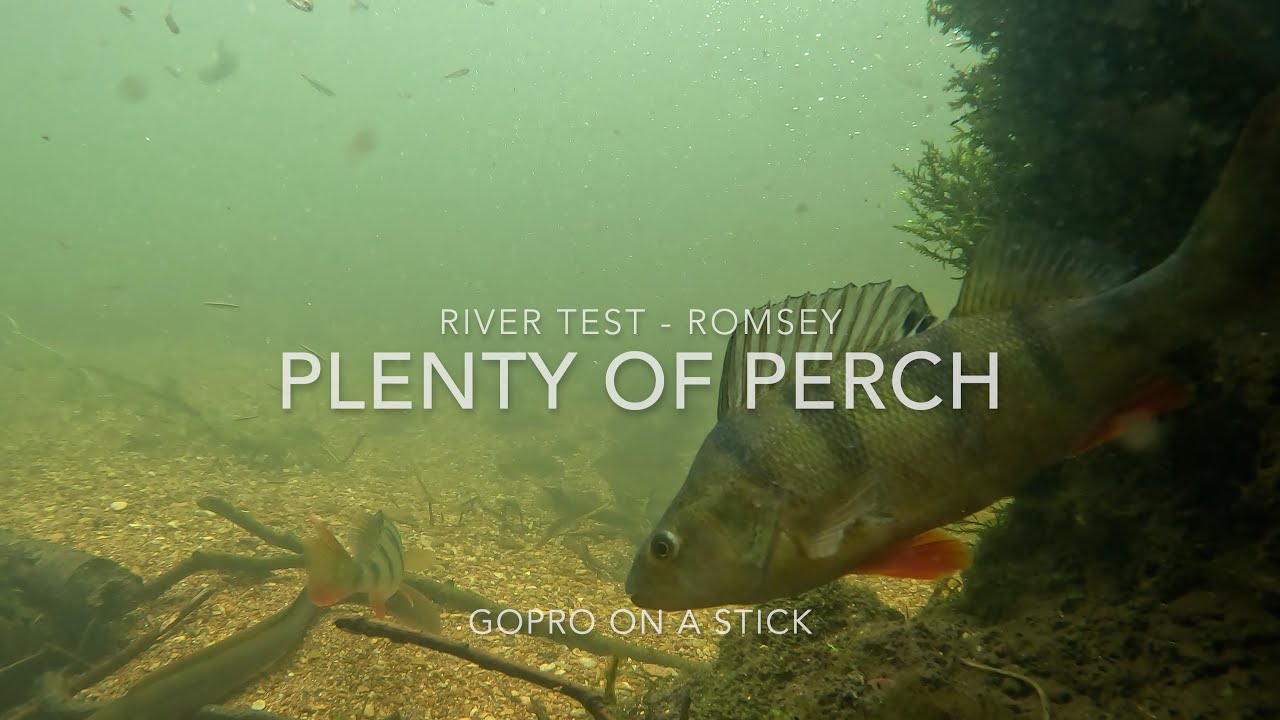 PERCH in the River Test, Romsey - YouTube