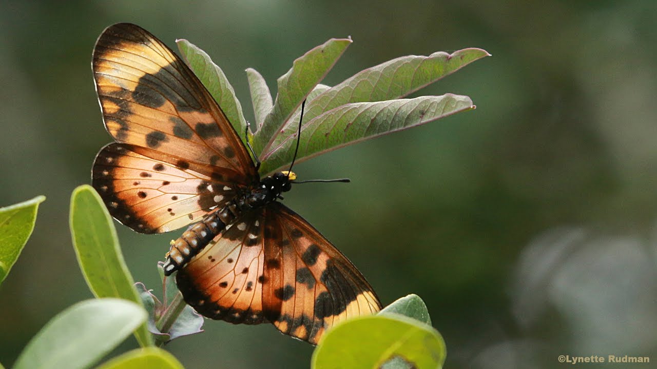 BUTTERFLY LAYING EGGS UNDER A LEAF OF THE HOST PLANT: Acara Acraea ...