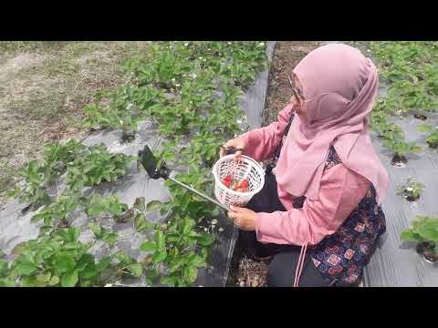 Detik2 petik si pentil merah yg segar