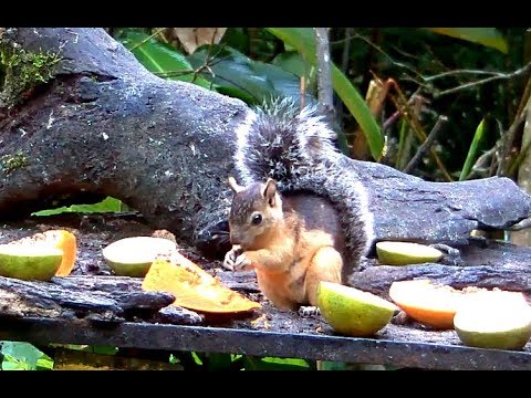 Variegated Squirrel on Panama Fruit Feeder. 28 November 2018 - YouTube