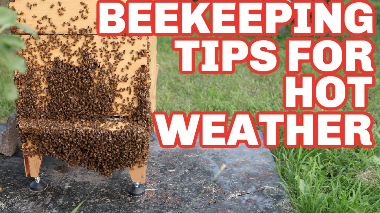 Beekeeping Tips For Keeping Your Bees Cool In Hot Weather - YouTube