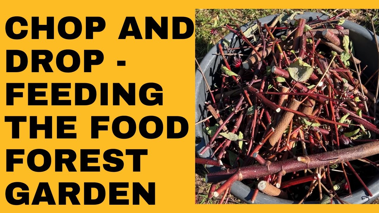 Chop and Drop - Feeding The Food Forest / Garden - YouTube