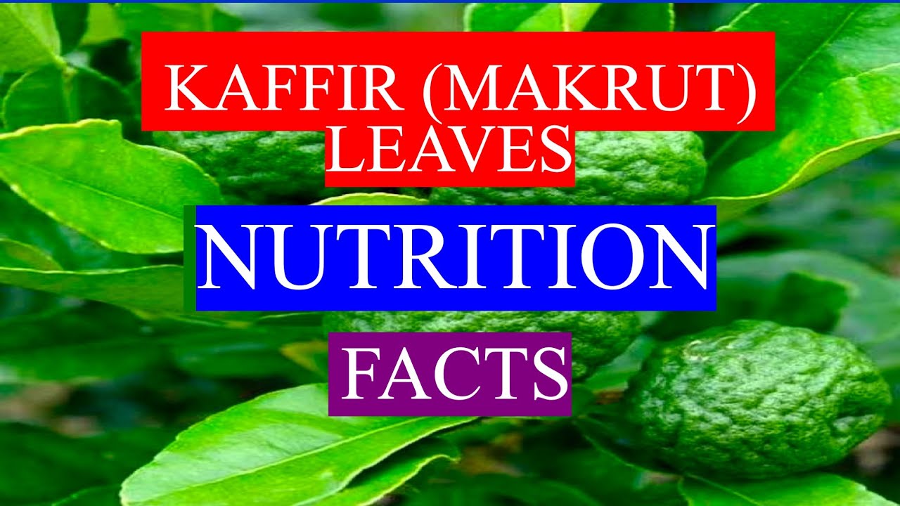 KAFFIR MAKRUT LEAVES. - Herb - HEALTH , MEDICAL BENEFITS and NUTRIENTS ...