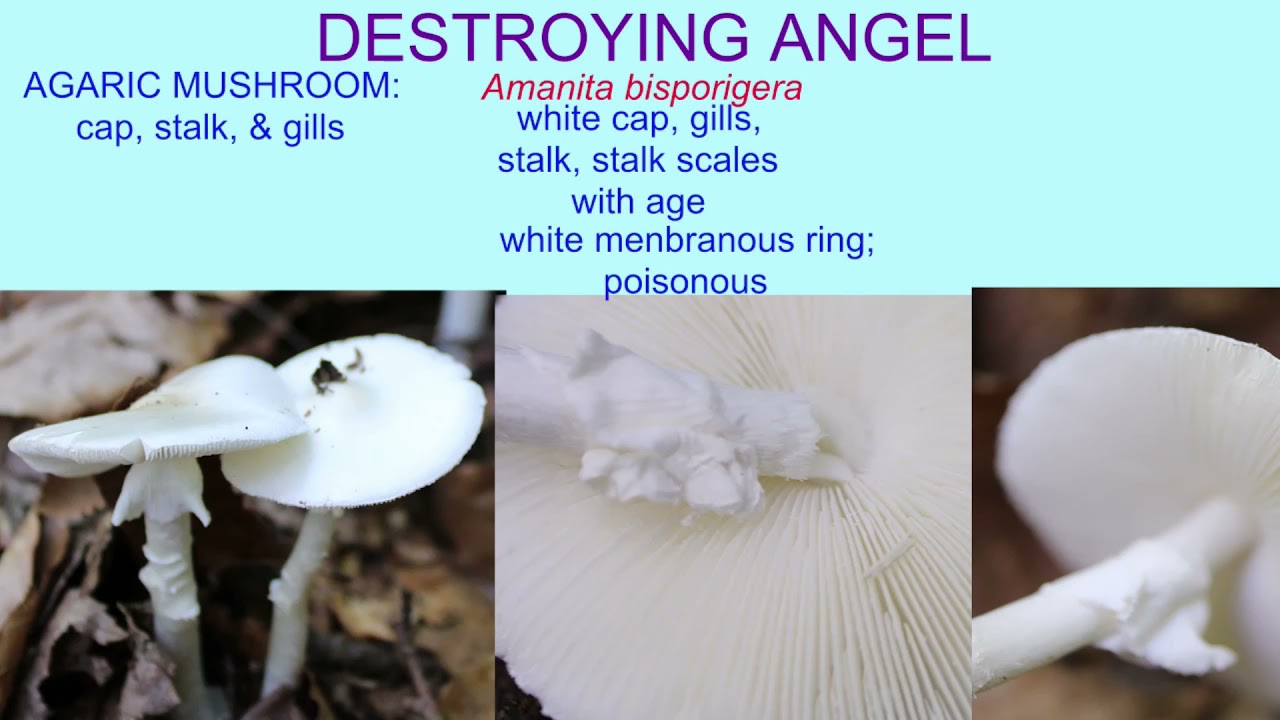 DESTROYING ANGEL - YouTube