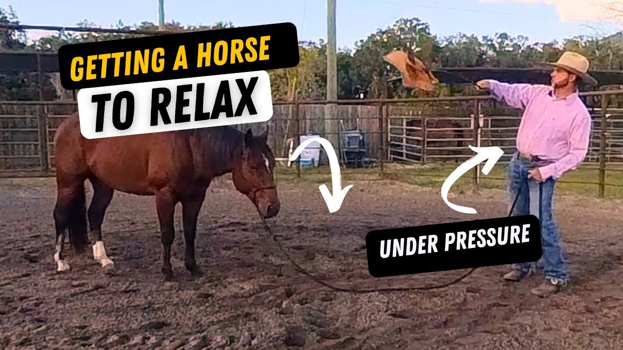 Getting a horse to relax under pressure, Bare Minimum Groundwork Pt 1 ...