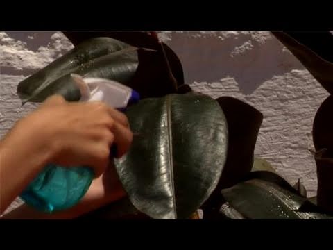 Cómo mantener limpias las plantas - YouTube