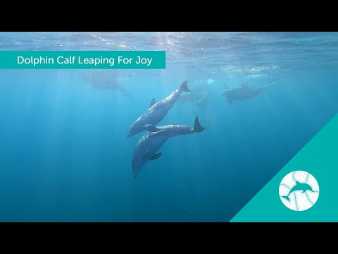 Dolphin Calf Leaping For Joy