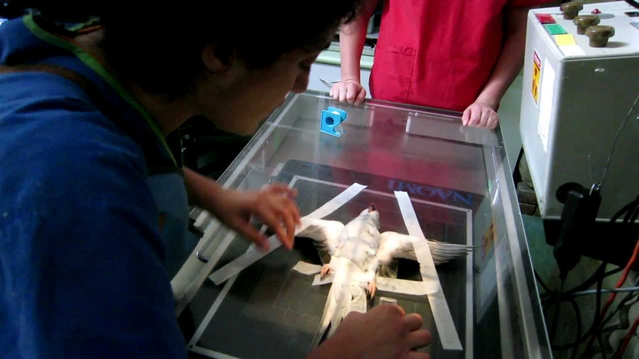 How to X-ray a Bird Ringneck Parrot Parrot - YouTube