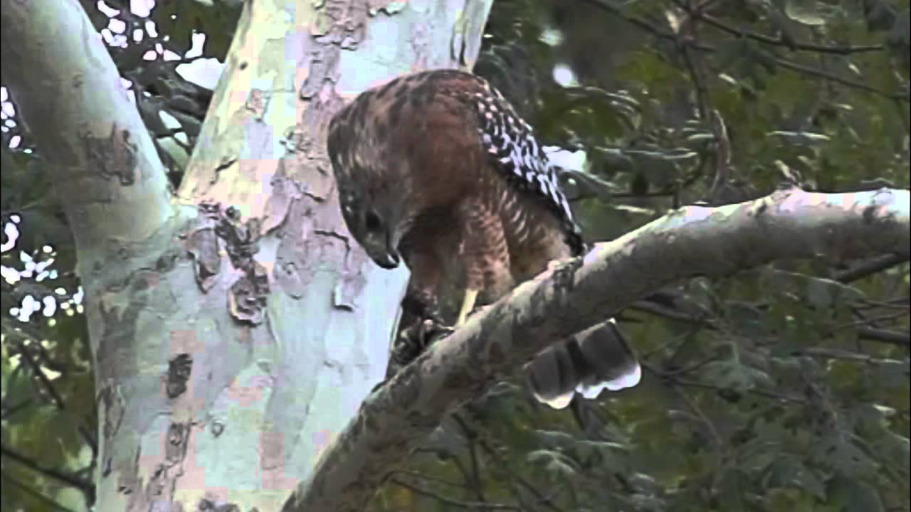 Red Shouldered Hawk Eating Alligator Lizard Slow Motion V16700 - YouTube