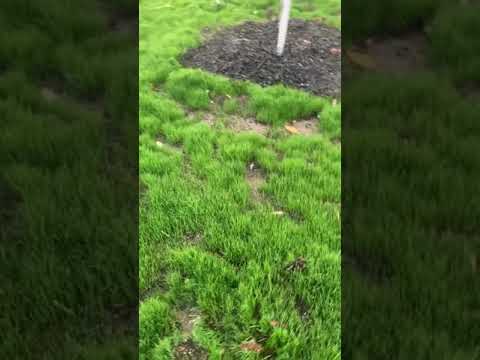 Redo lawn with grass seed pt 4 - YouTube