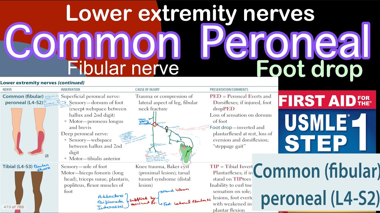 Common peroneal nerve(Fibular nerve) & foot drop in Hindi/Urdu by first ...