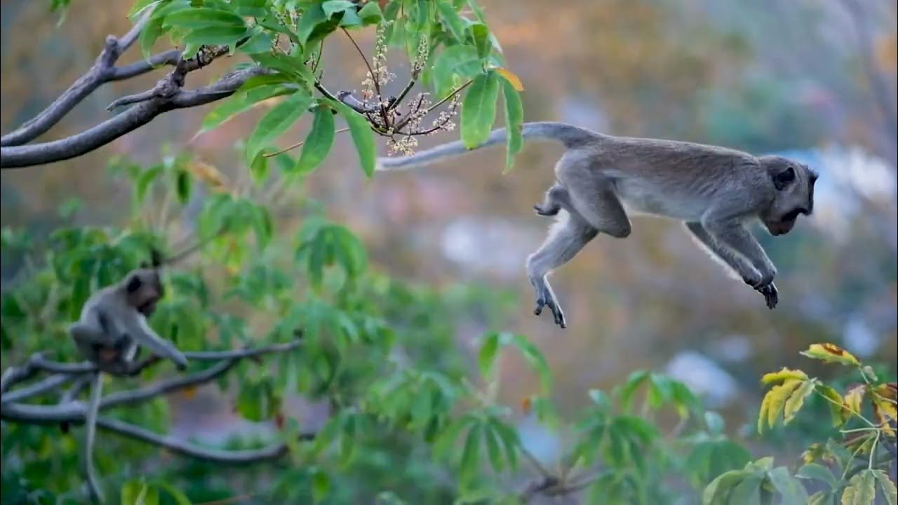 🌿🐒 Watch this Adorable Monkey Leap into Adventure! 🐒🌿 #monkeylife # ...