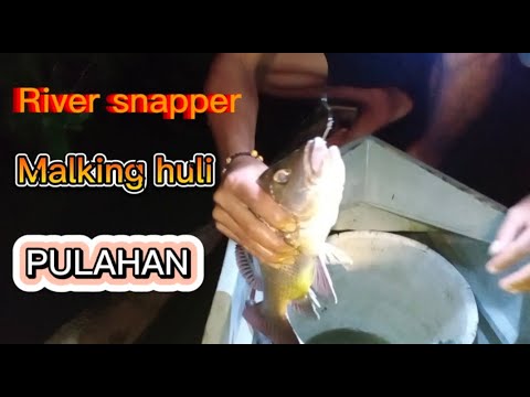 PALAGNAS / Pulahan / River snapper / River fishing / funfishing ...